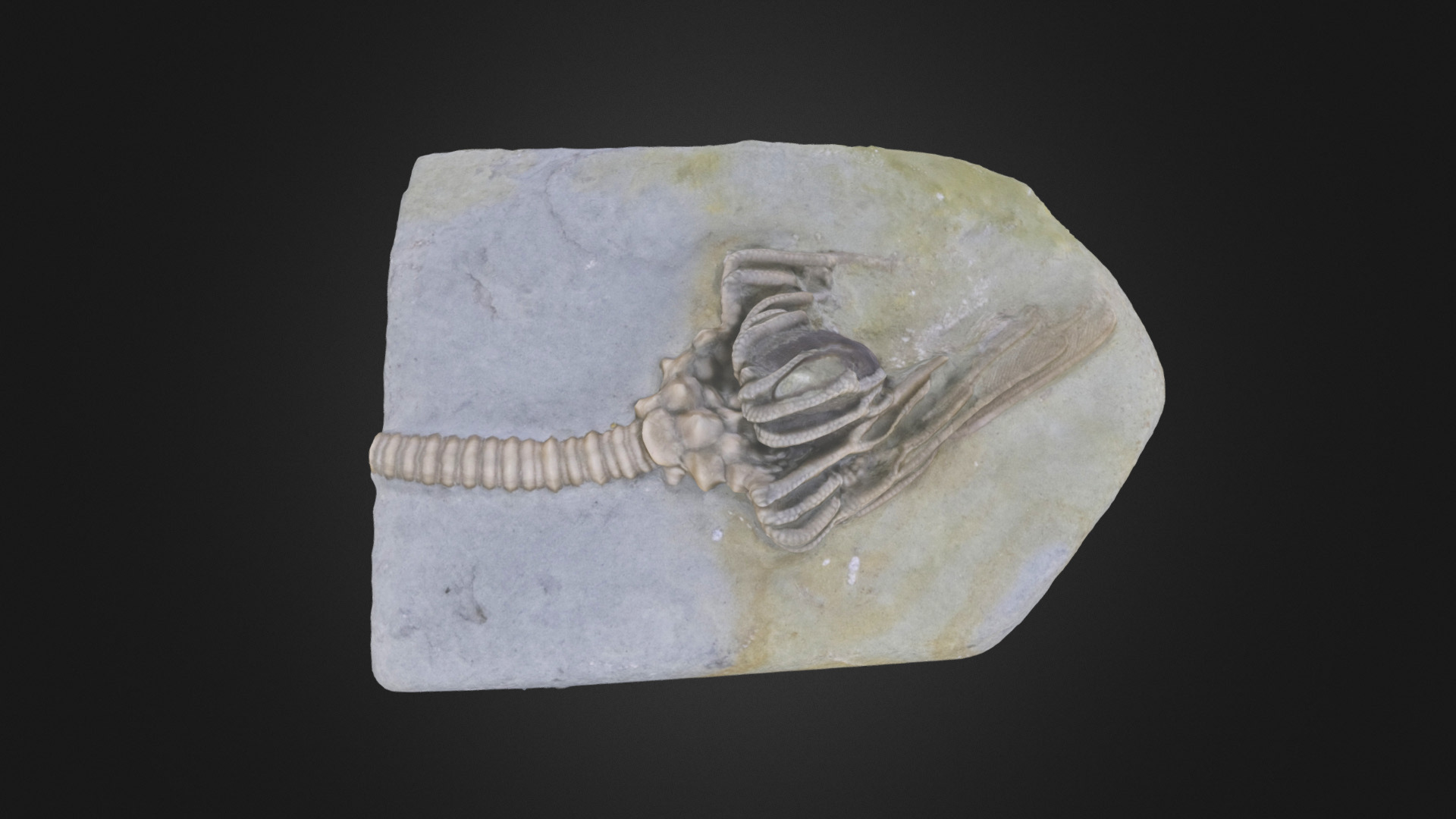 Crinoid: Actinocrinites gibsoni (PRI 78779) - Download Free 3D model by ...
