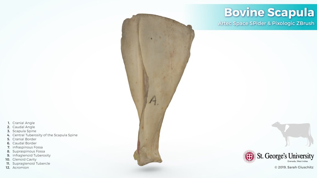 Scapula - A 3D model collection by AnnaChomova - Sketchfab