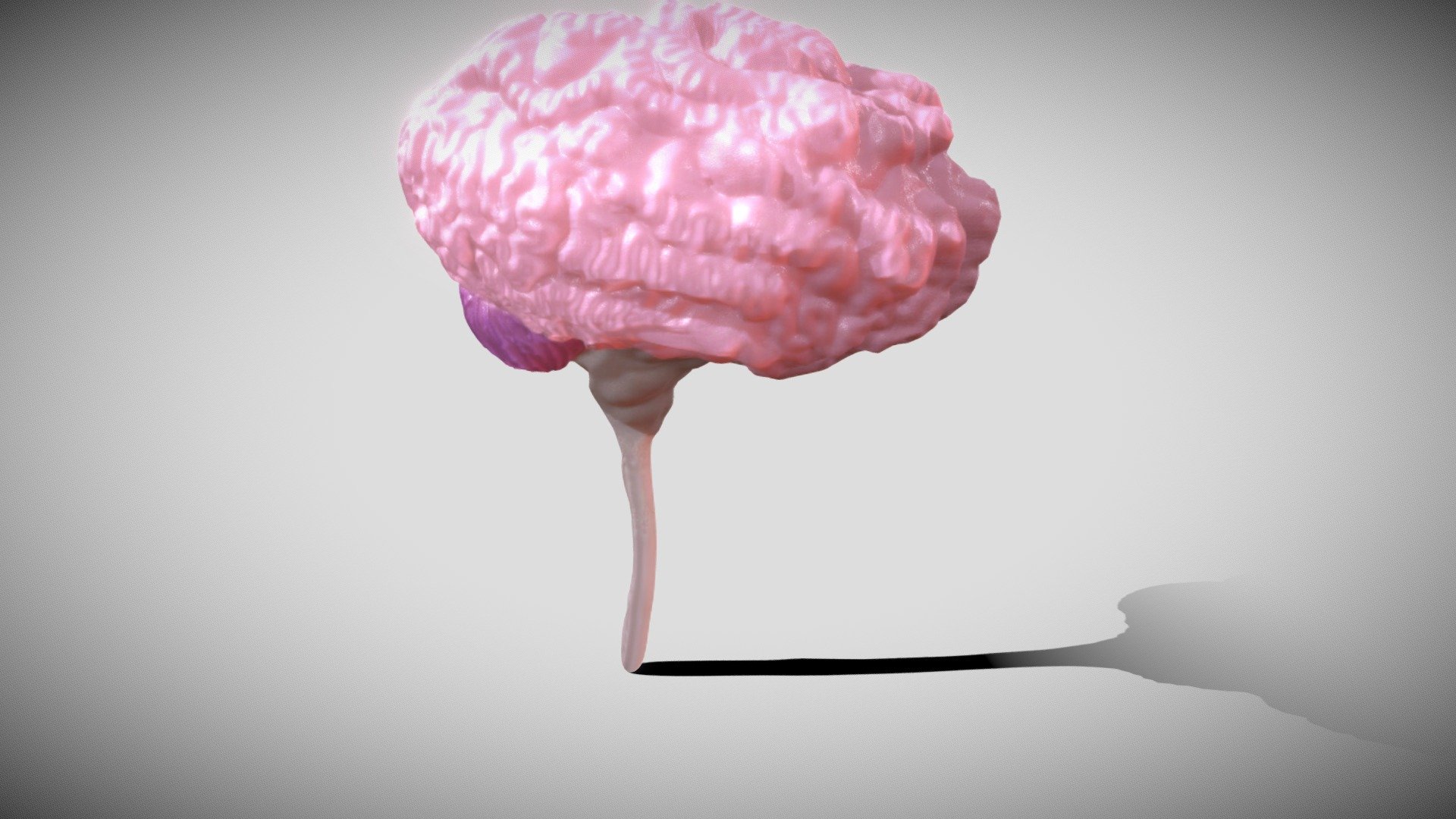 Brain - Download Free 3D model by taviken [23b728e] - Sketchfab