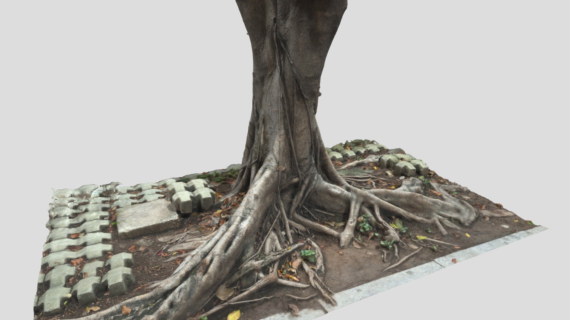 Tree 10 Scan - Download Free 3D model by joeshu [23b8f91] - Sketchfab
