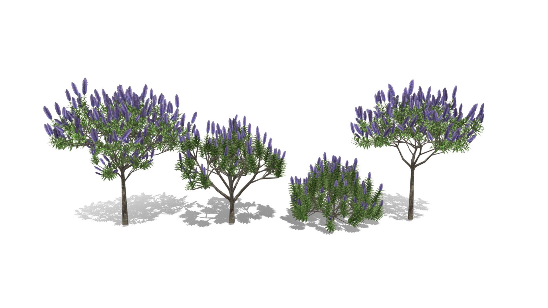 Pride of Madeira 3D Model - Buy Royalty Free 3D model by hkhalif ...