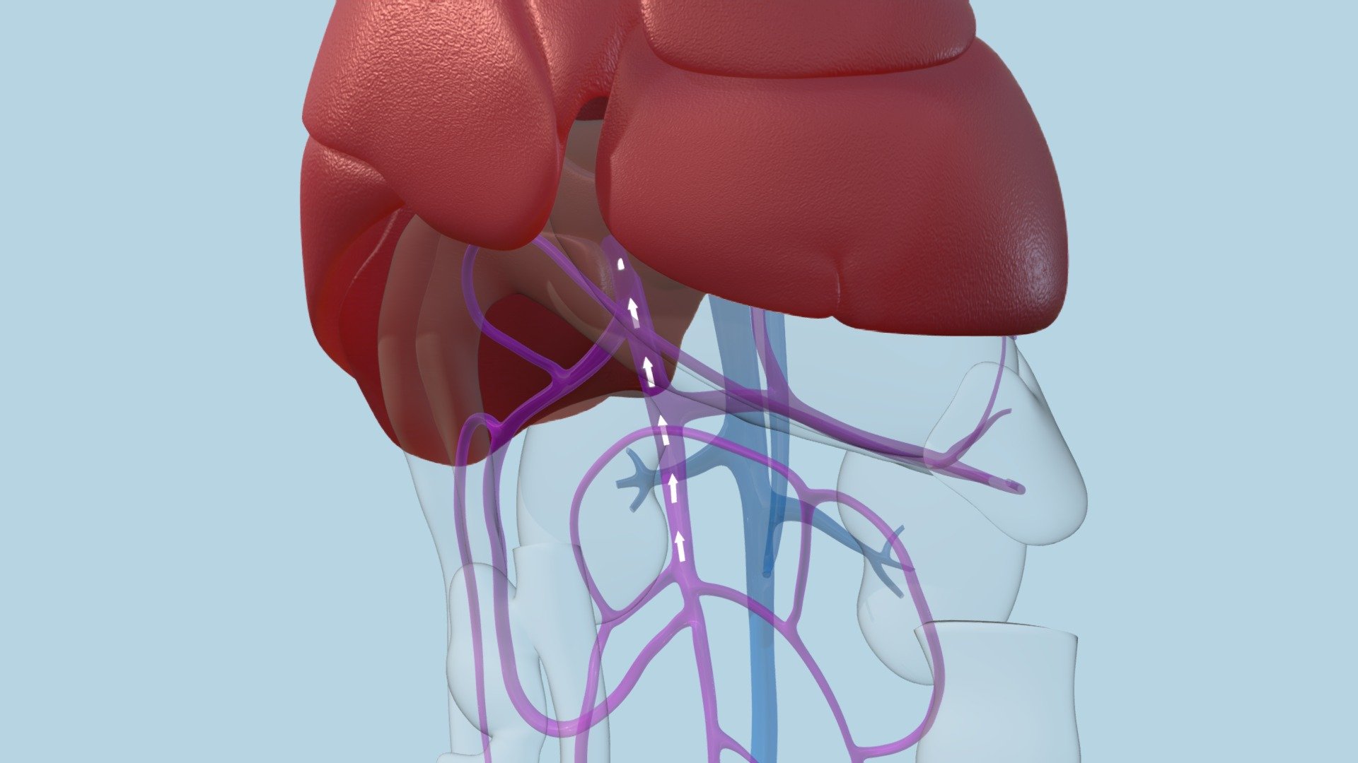 Normal portal system blood flow - 3D model by ERC [23c5e8a] - Sketchfab