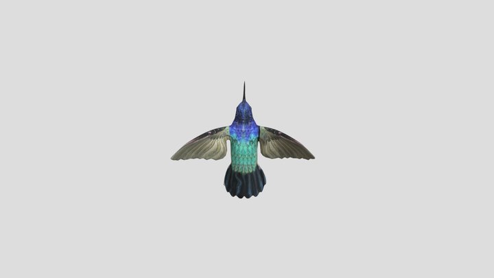 Colibri 3D models - Sketchfab