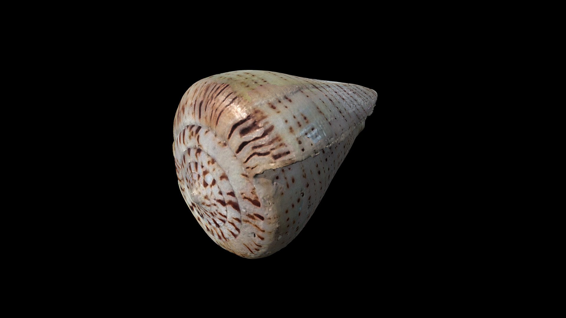 Shell 05 - Conus Unidentified (pulcher?) - Download Free 3D model by ...