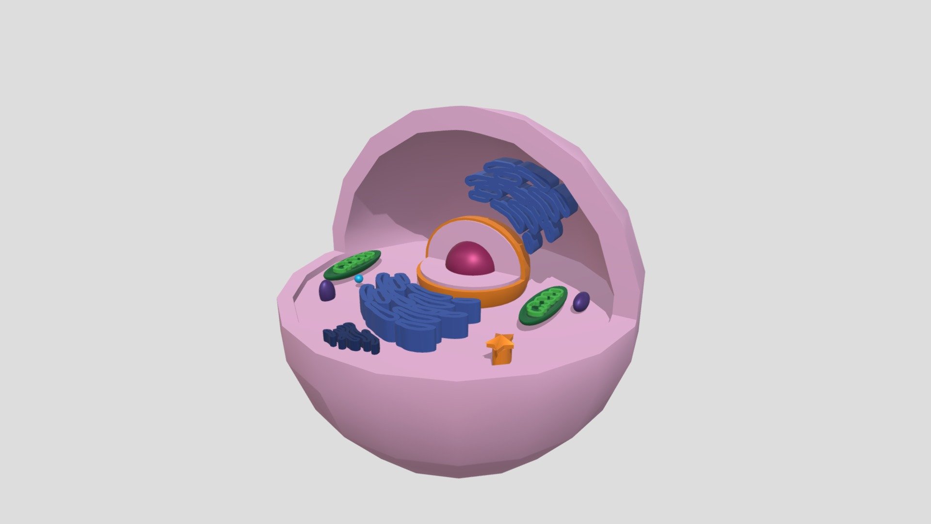 Cell Structure - 3D model by resitasopa8 [23e4e10] - Sketchfab