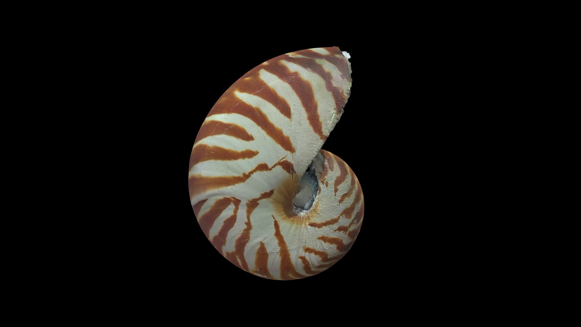Shell 12 - Nautilus - Download Free 3D model by Peter Nox (@Peter.Nox ...