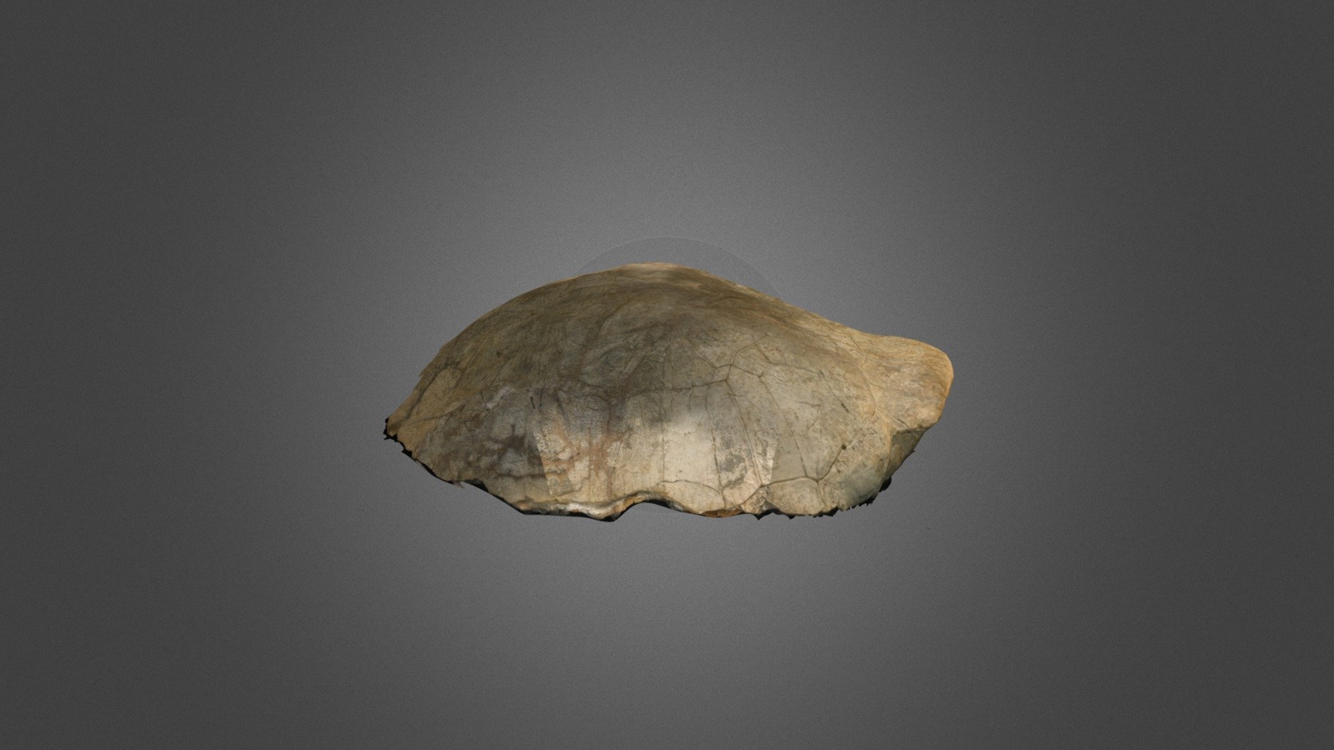TORTUGA - 3D model by pinar.francisca [23e97cc] - Sketchfab