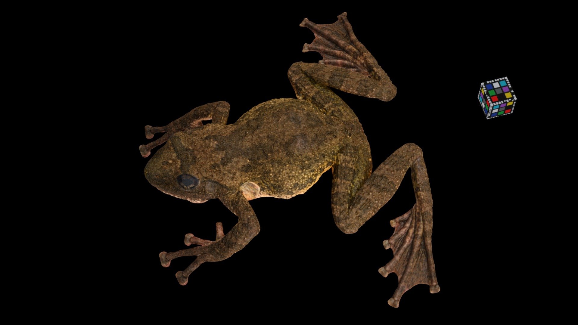 カジカガエル 🐸 ♀ Kajika Frog, Buergeria buergeri - 3D model by ffish.asia ...