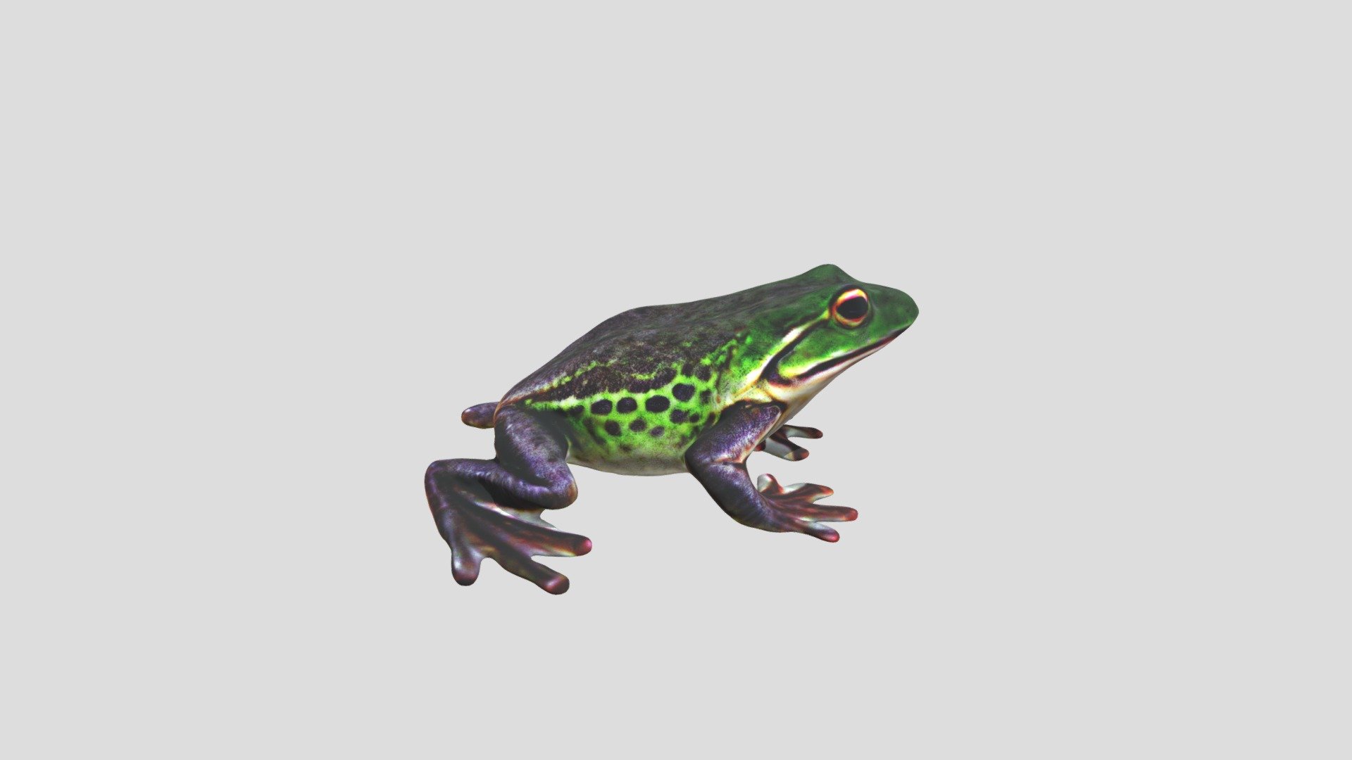 Deissection Of A Frog, Frog Cut Open - Download Free 3D model by ...