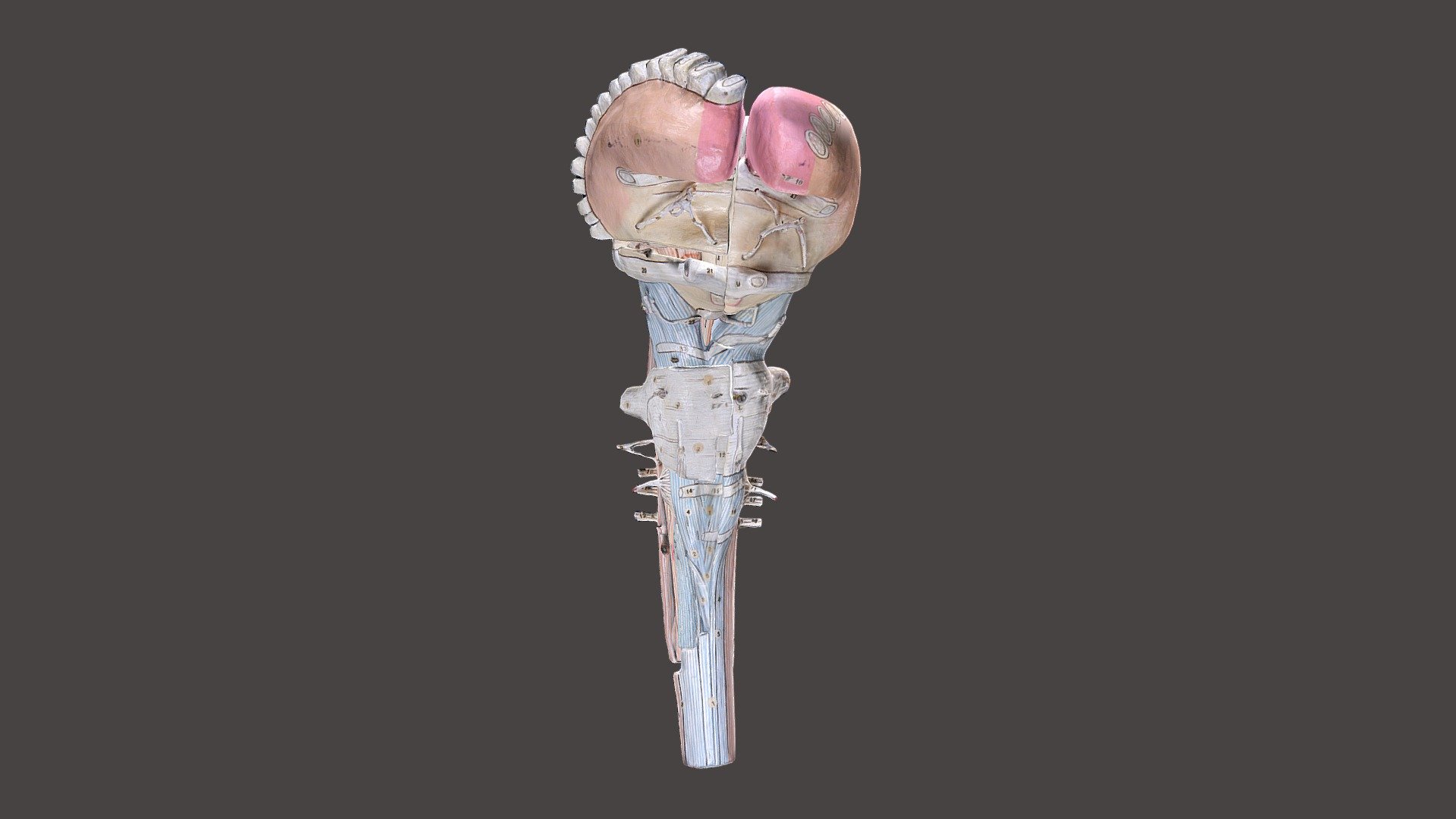 Brainstem - 3D model by aherrler [23f51df] - Sketchfab