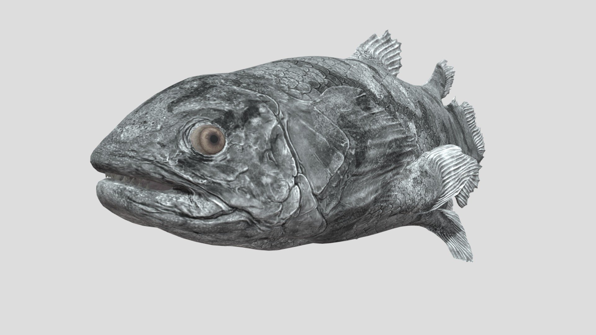 Coelacanth - Download Free 3D model by Tim The Ichthyovenator ...