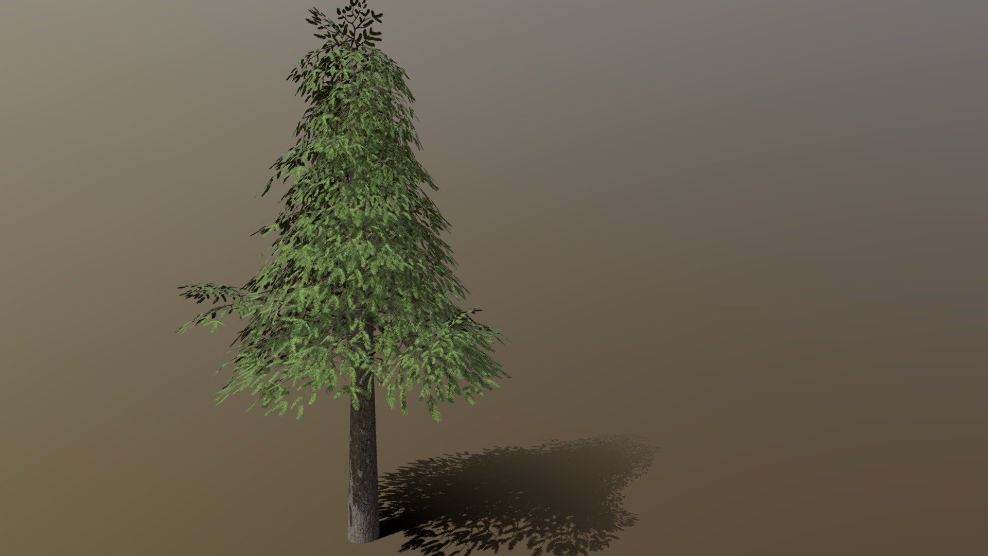 Fir Tree - 3D model by thatguyjay [2407d0b] - Sketchfab