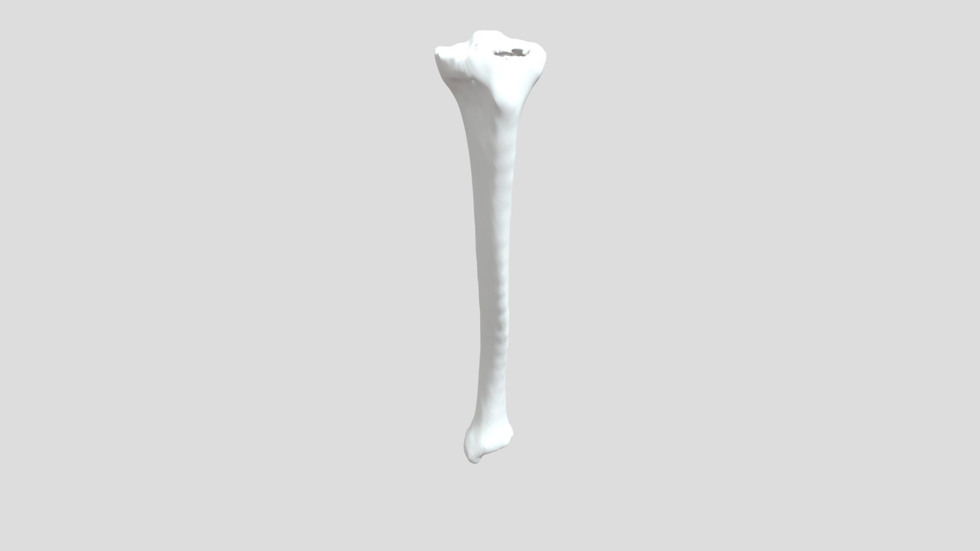 Tibia - Download Free 3D model by David Espejo (@est.david.espejo ...
