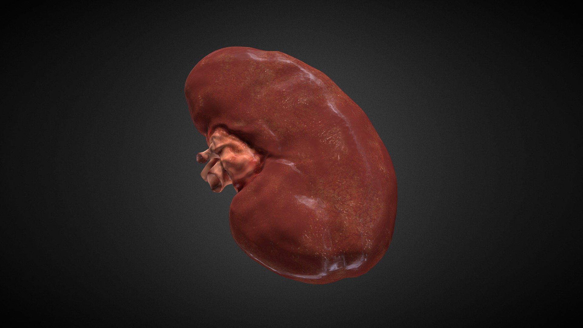 Human kidney (Lowpoly example 9k) - Download Free 3D model by Peter ...