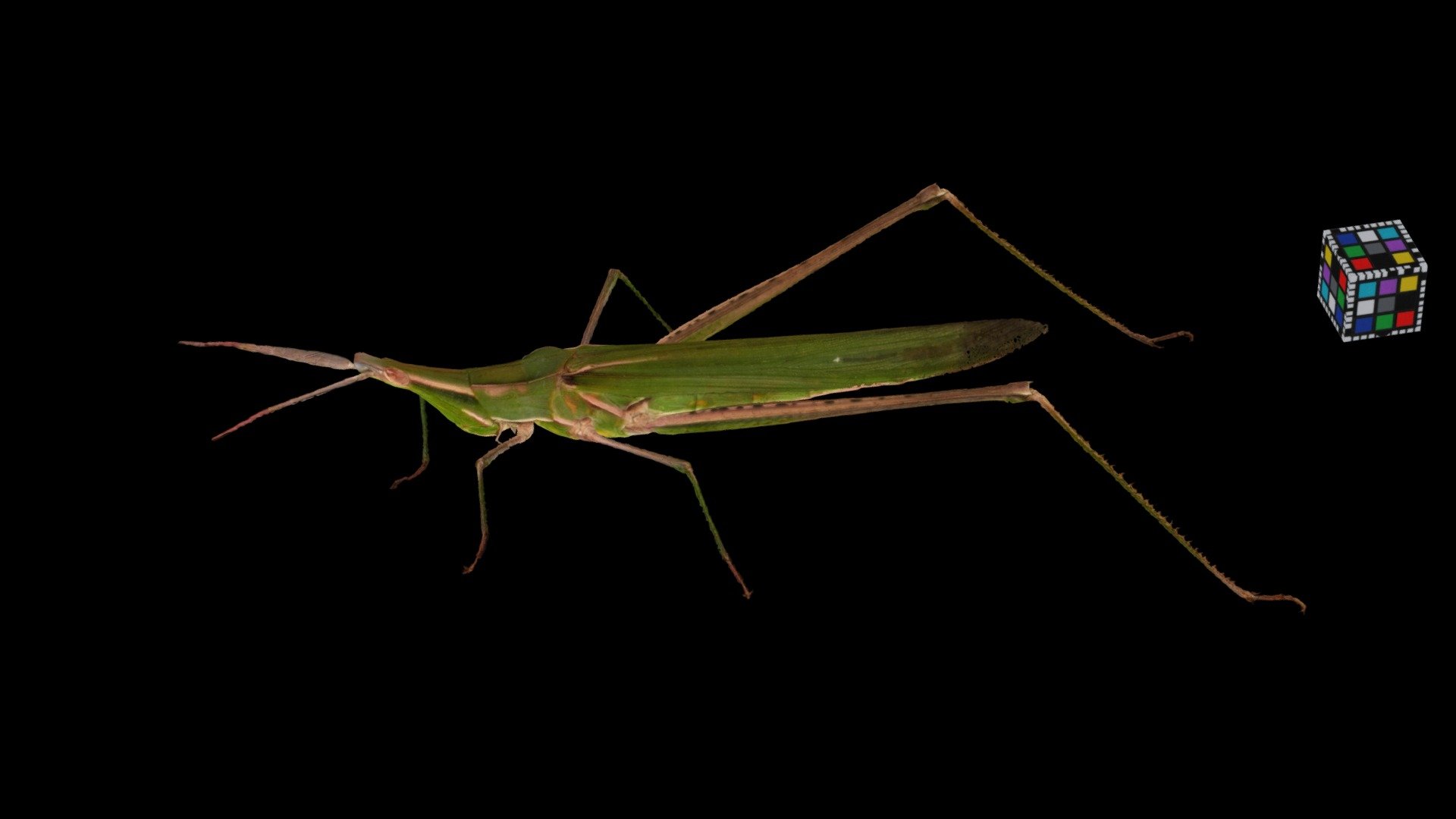 ショウリョウバッタ ♀ Longheaded Locust, Acrida cinerea - Download Free 3D model ...