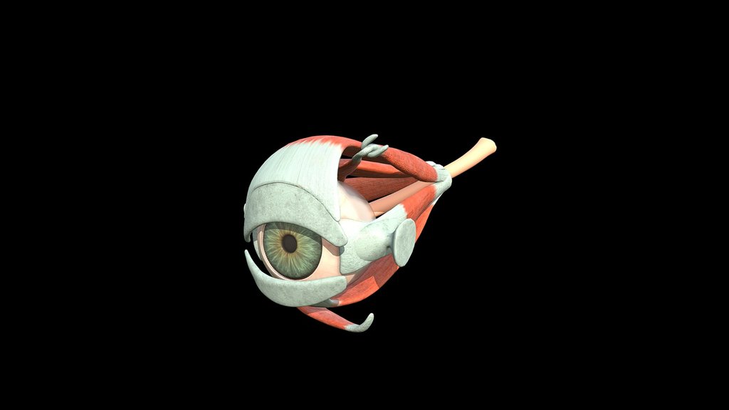 OCCHIO - A 3D model collection by sbresciani - Sketchfab