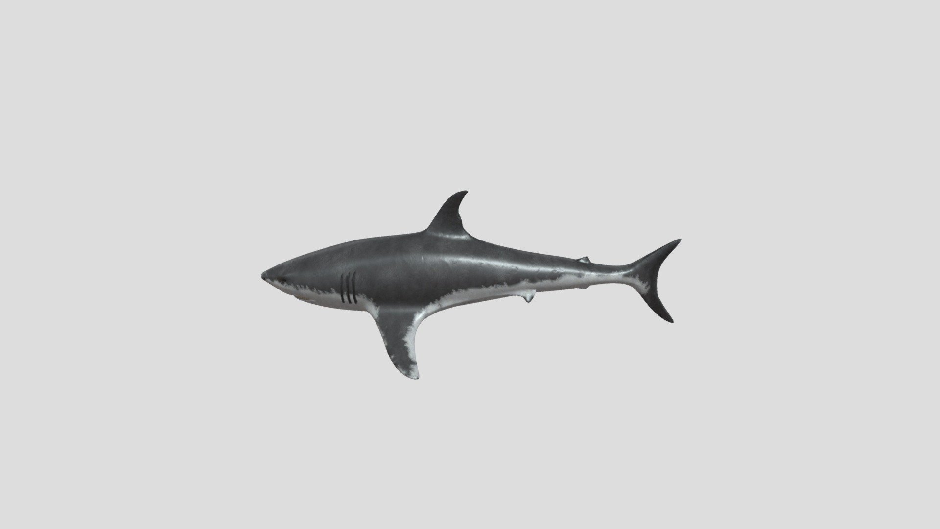 Great white shark - Download Free 3D model by SharkModelzCreator ...