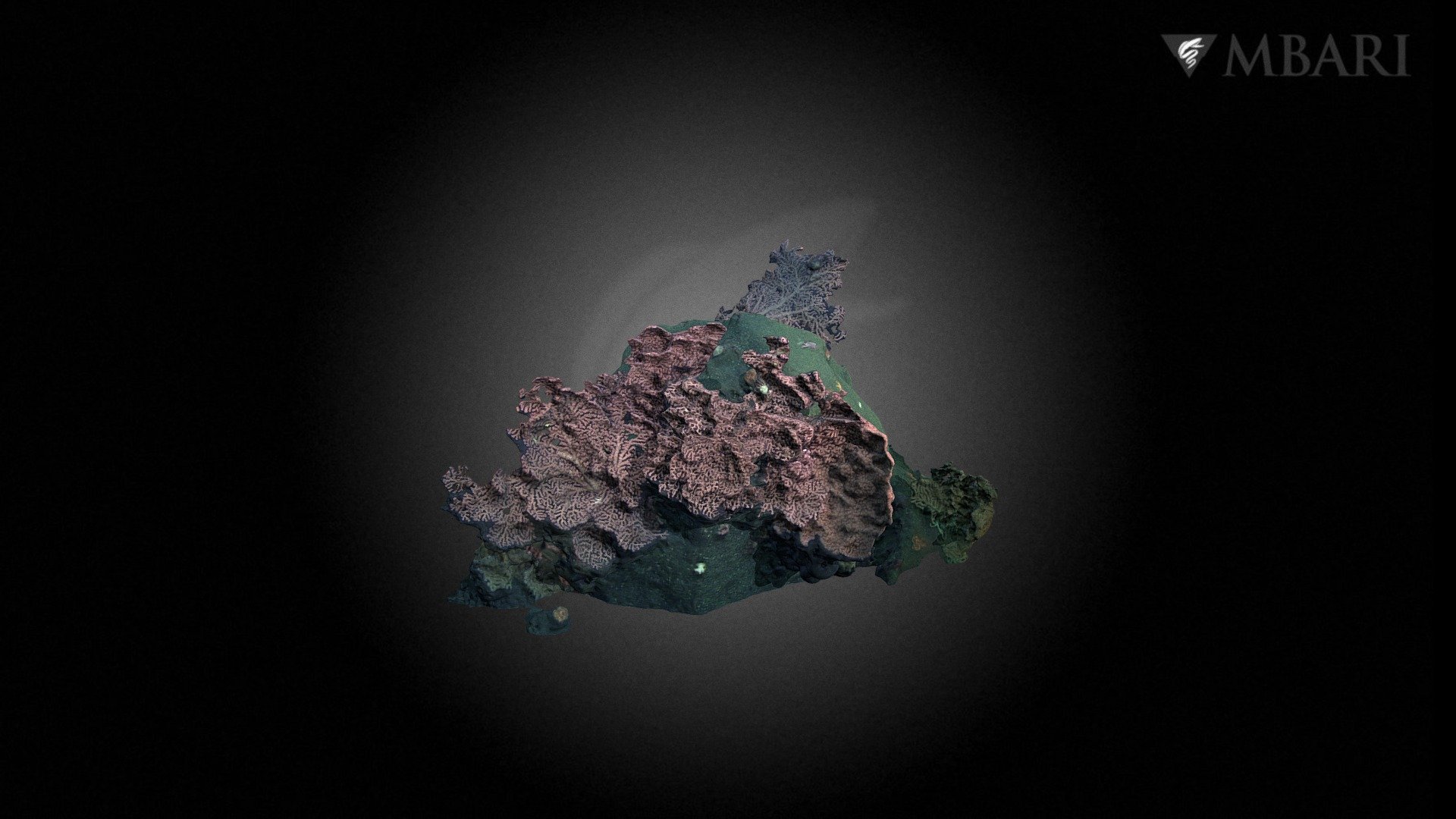 Deep Sea Coral Outcropping - Download Free 3D model by MBARI [2422231 ...
