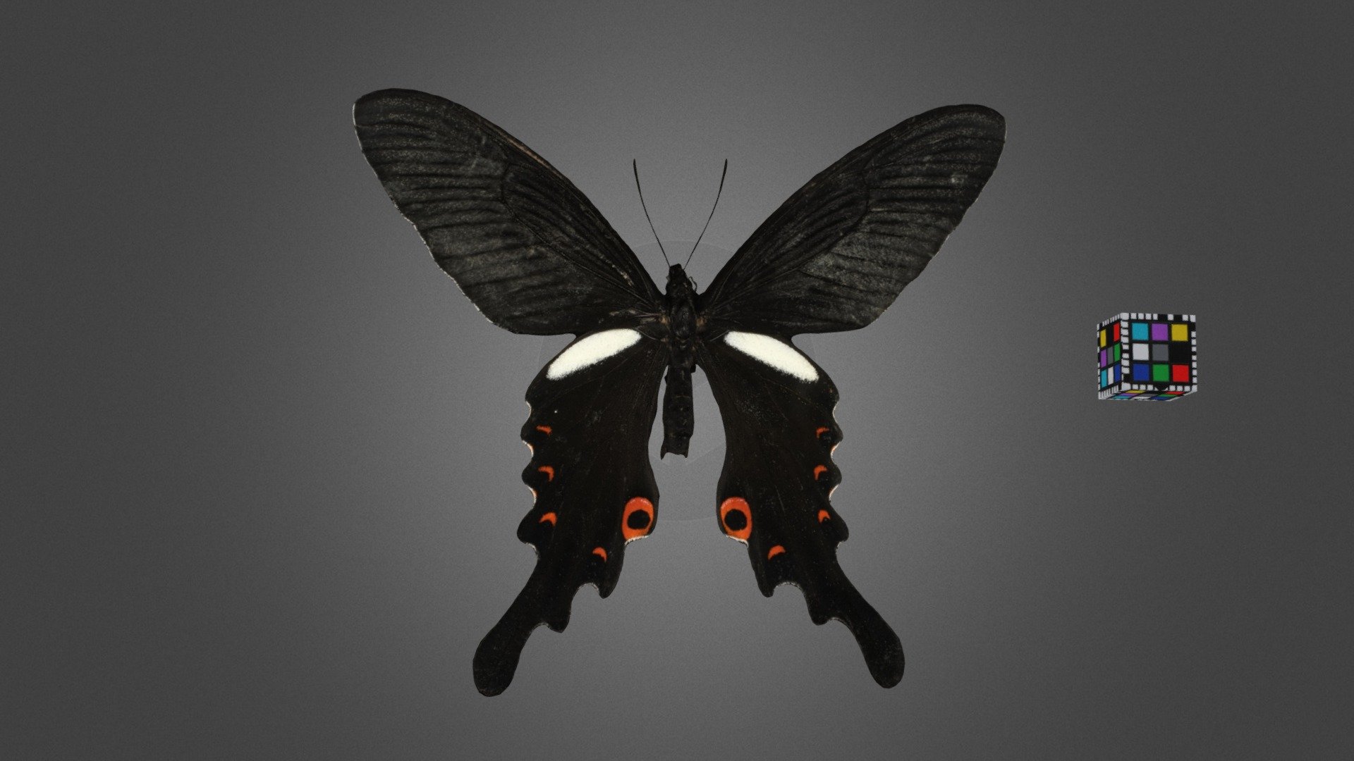 オナガアゲハ 🦋 ♂ Long Tail Spangle, P. macilentus - 3D model by ffish.asia ...