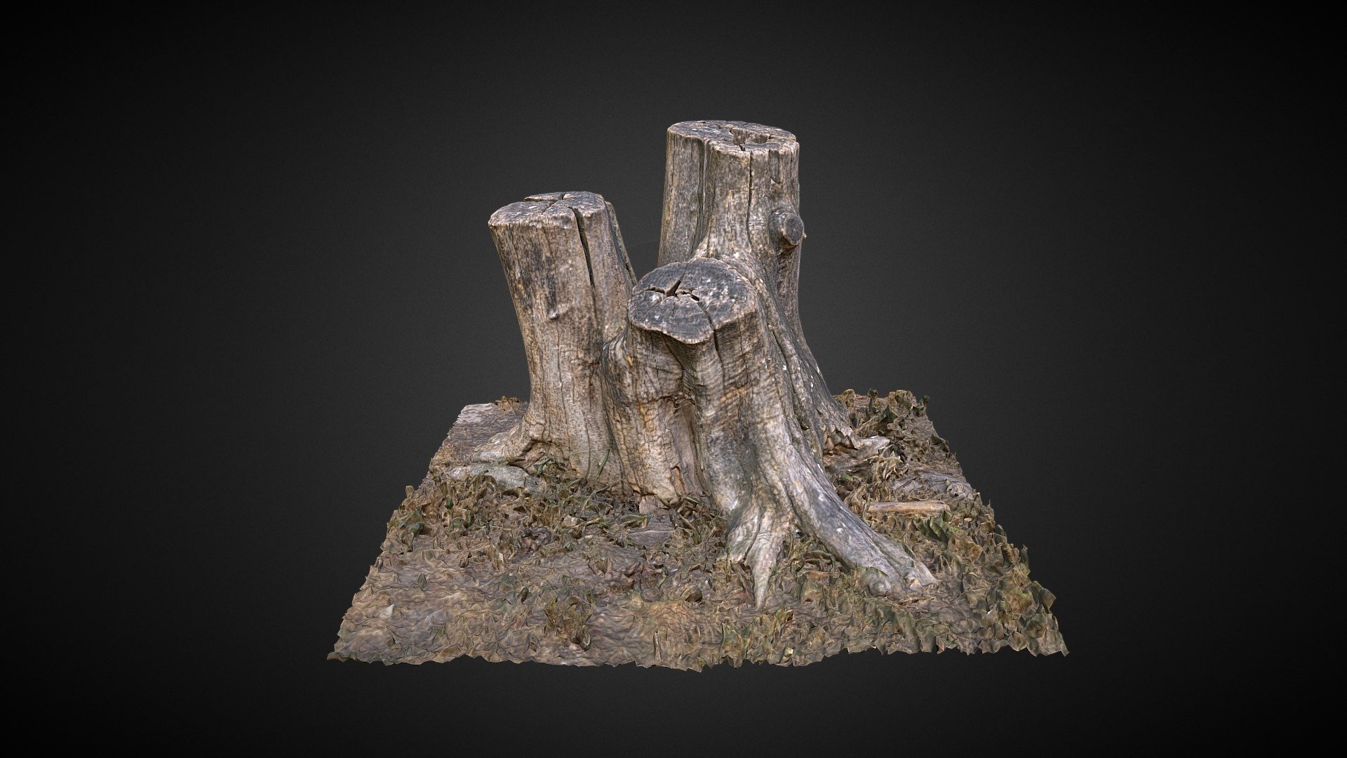 Wooden Stump 3d scan - Download Free 3D model by grafi (@zdenkoroman ...