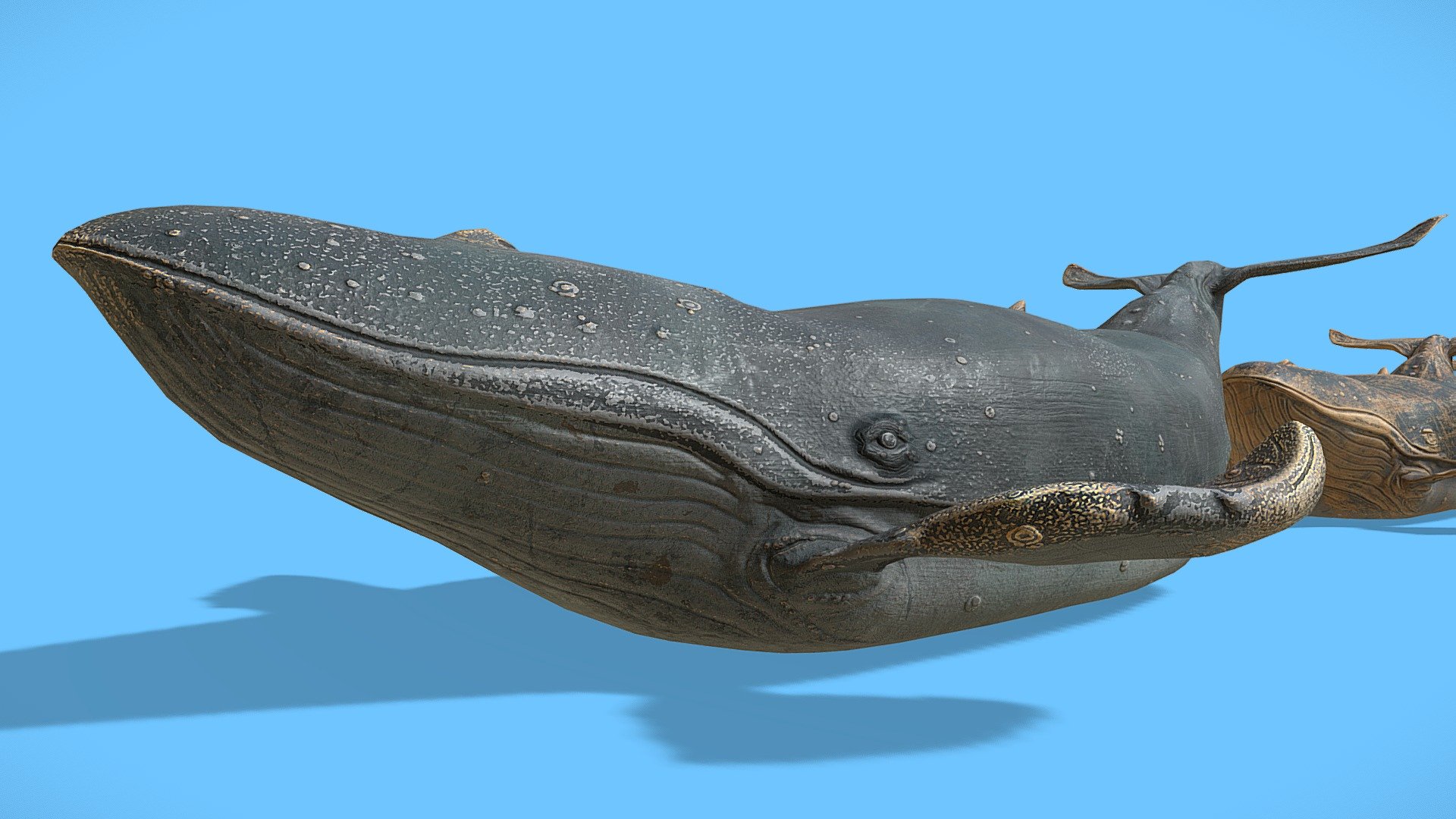 Wooden Humpback Whale Decorative Statues Pose 02 - Download Free 3D ...