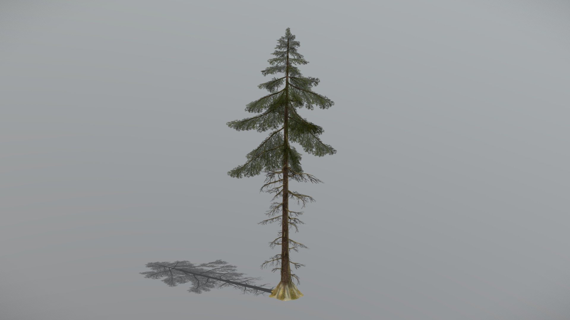 Spruce 2 (Animated Tree) - Buy Royalty Free 3D model by bsp [242fec6 ...