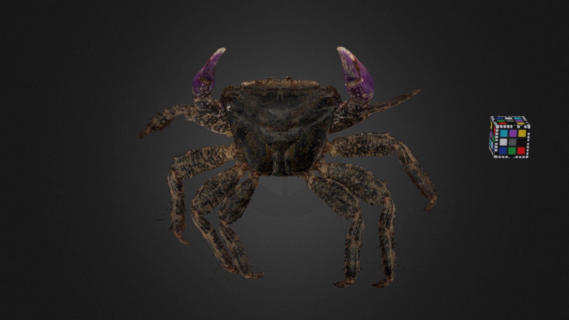 ヒルギハシリイワガニ 🦀 ♂ Broad-fronted Mangrove Crab - Download Free 3D model by ...