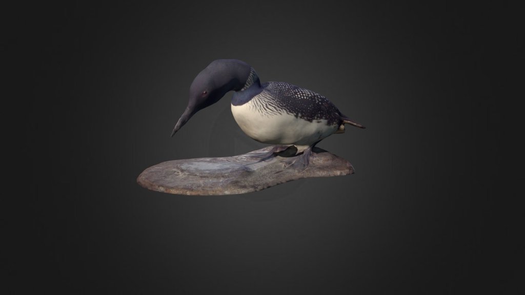 Common Loon - Download Free 3D model by Innovation Studio (@cmp ...