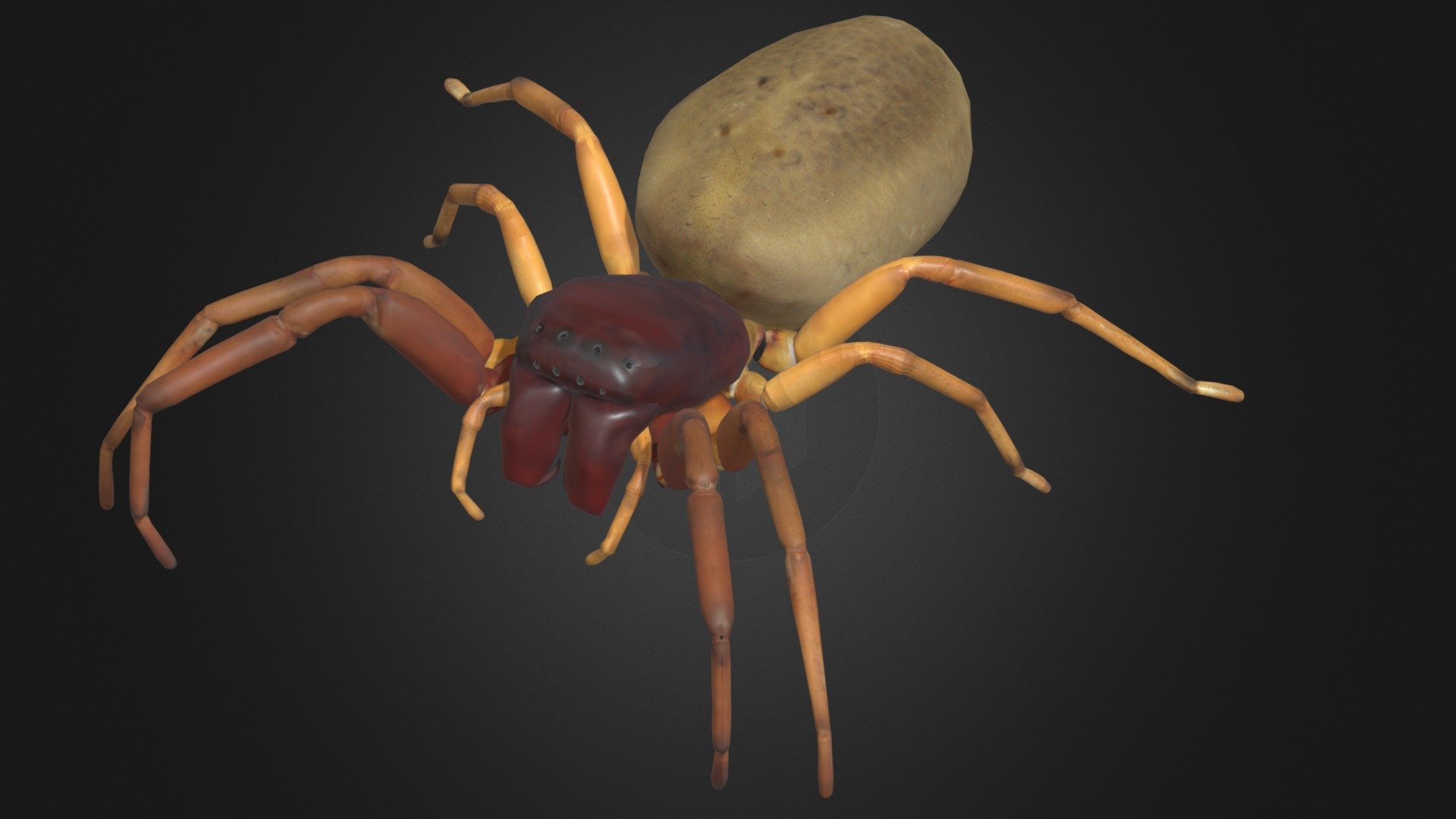 Trachelas similis - 3D model by Urielgc [2440bc1] - Sketchfab