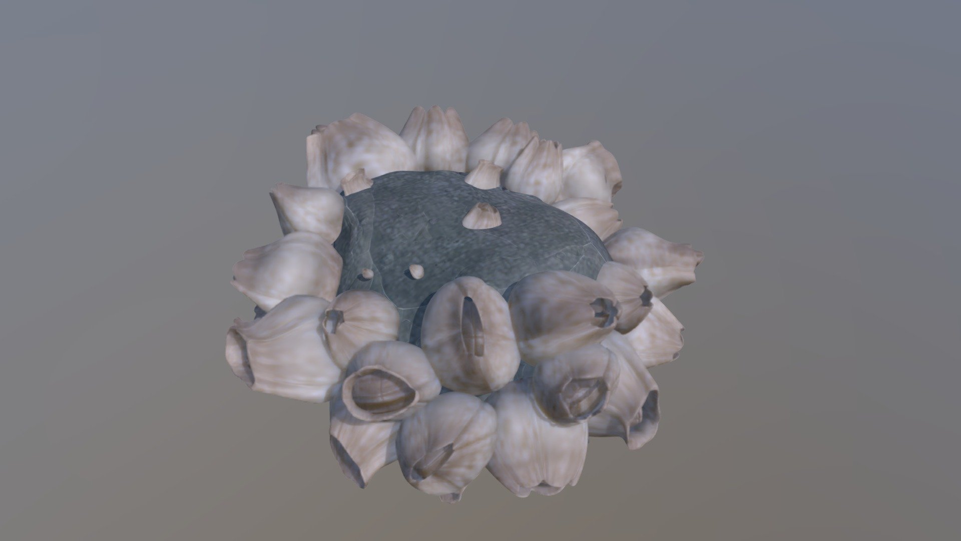 Question 5 Balanus - 3D model by Systematic Paleontology Missouri S&T ...