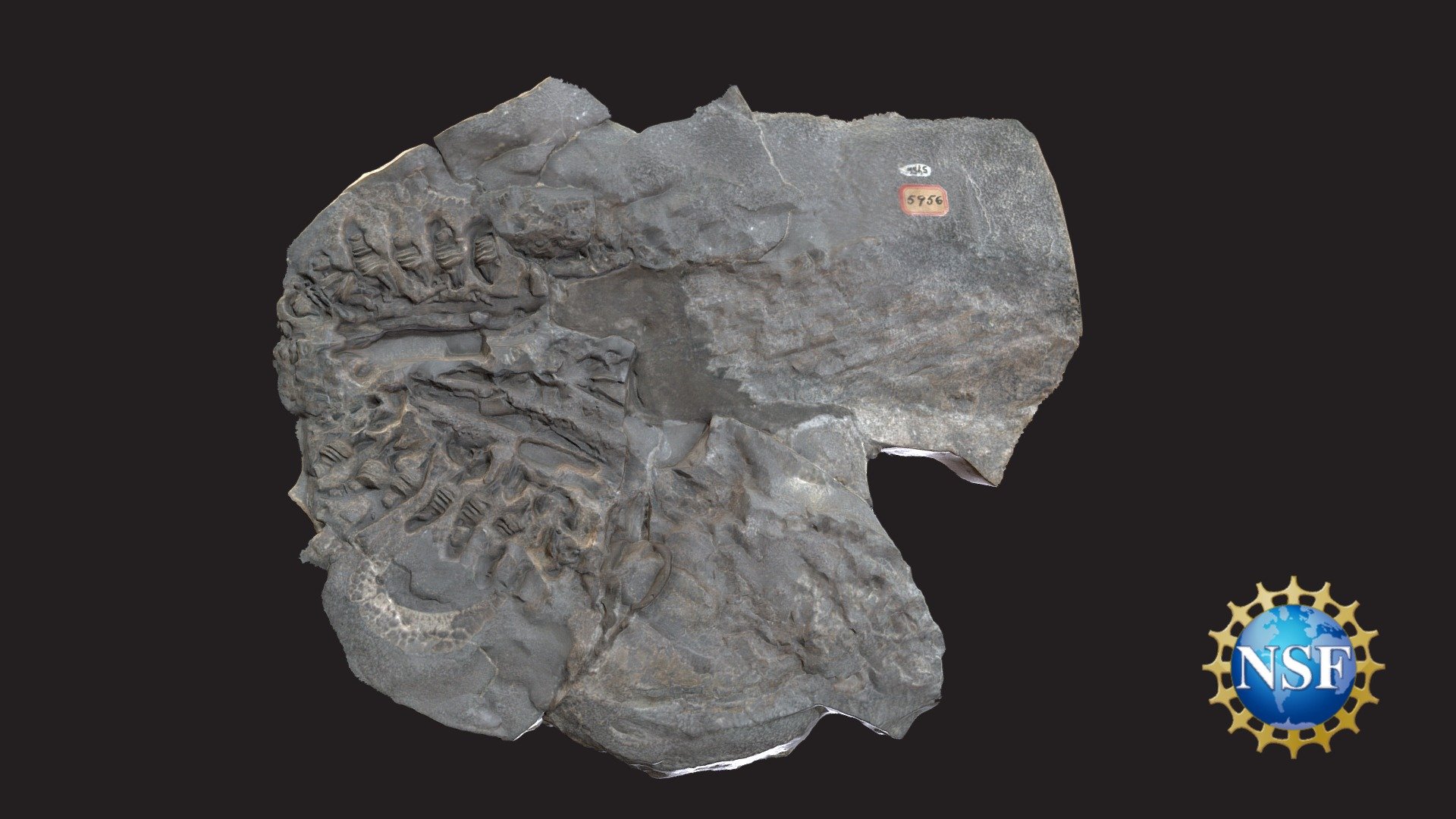 CMNH 5956, Ctenacanthus head - 3D model by Cleveland Museum of Natural ...