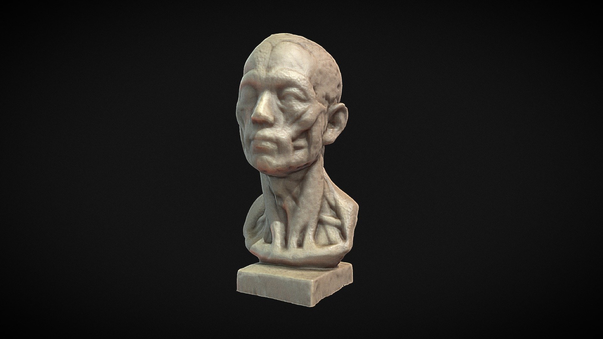 Head Anatomy - 3D model by BirdChen (@bird219) [244a591] - Sketchfab