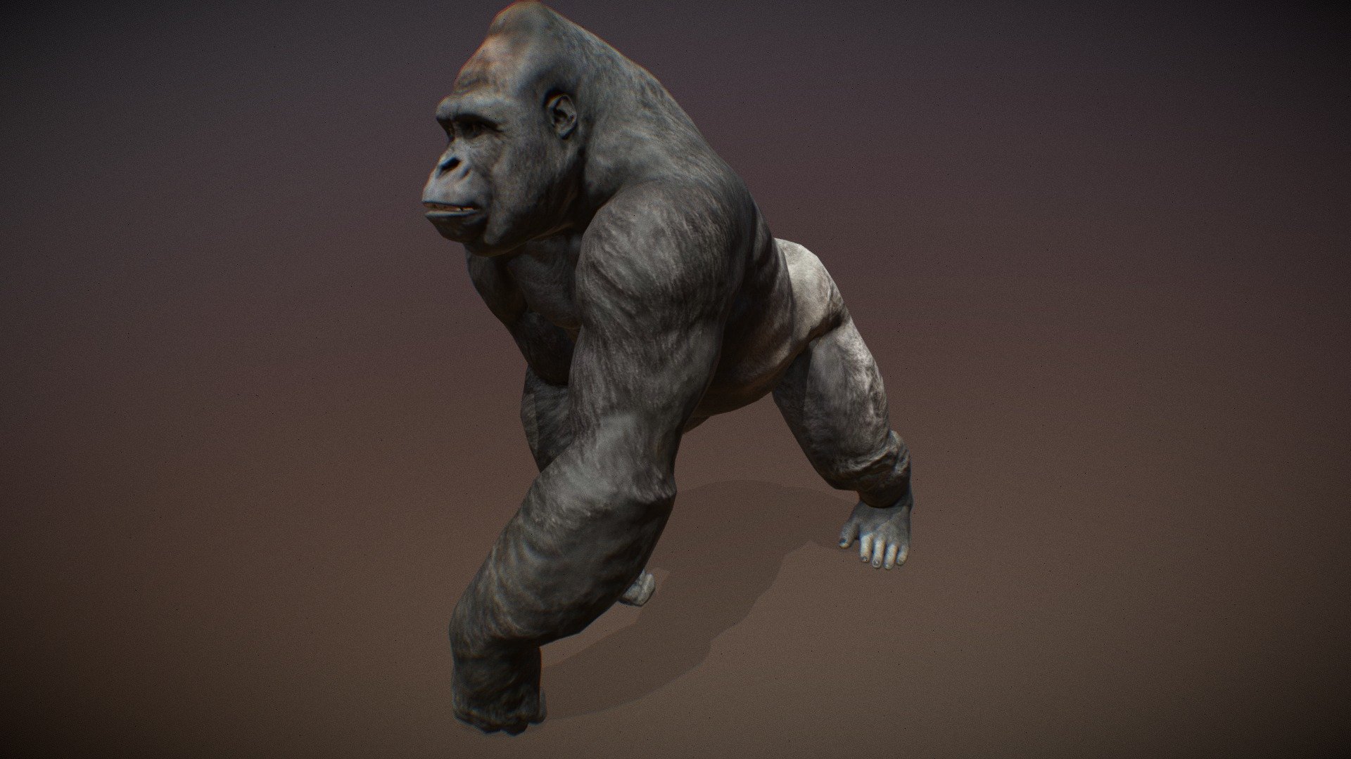 Animalia - Gorilla (male) - 3D model by GiM (@GamesInMotion) [244f0e9 ...