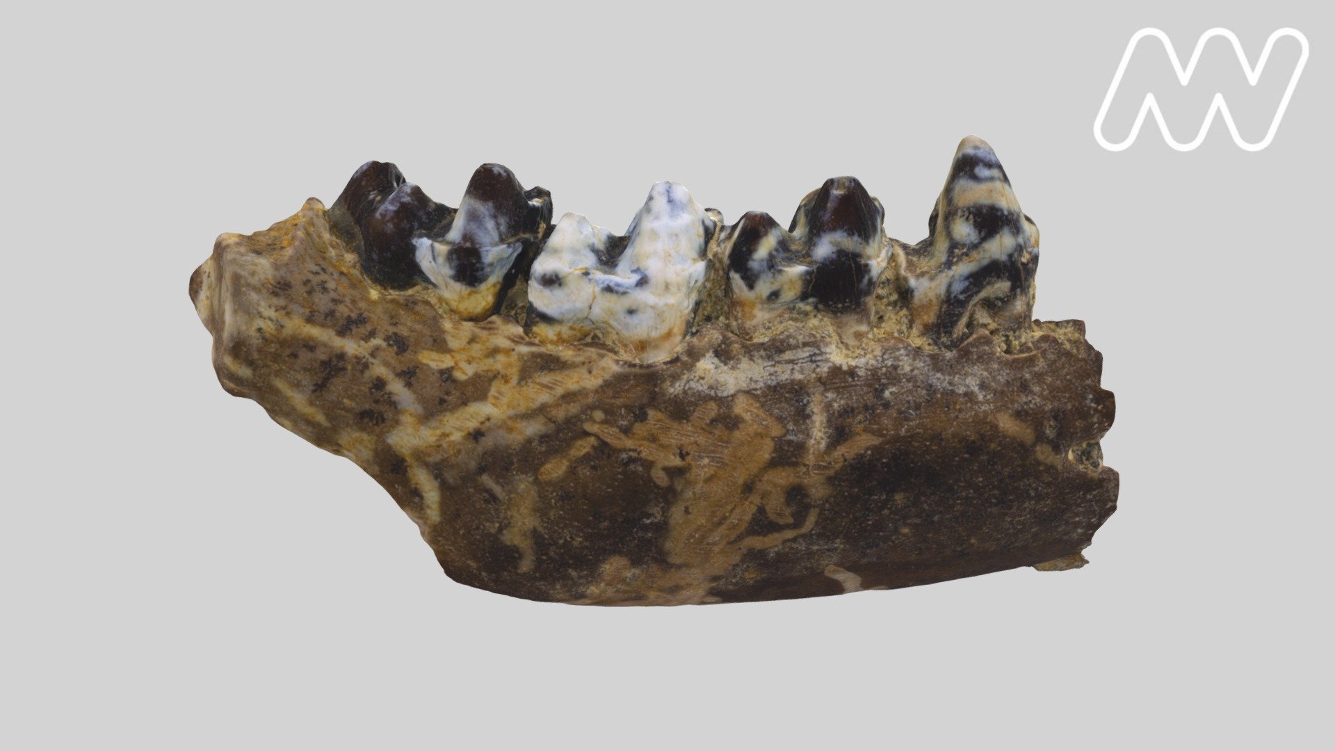 P160545 Protungulatum donnae - 3D model by Museums Victoria ...