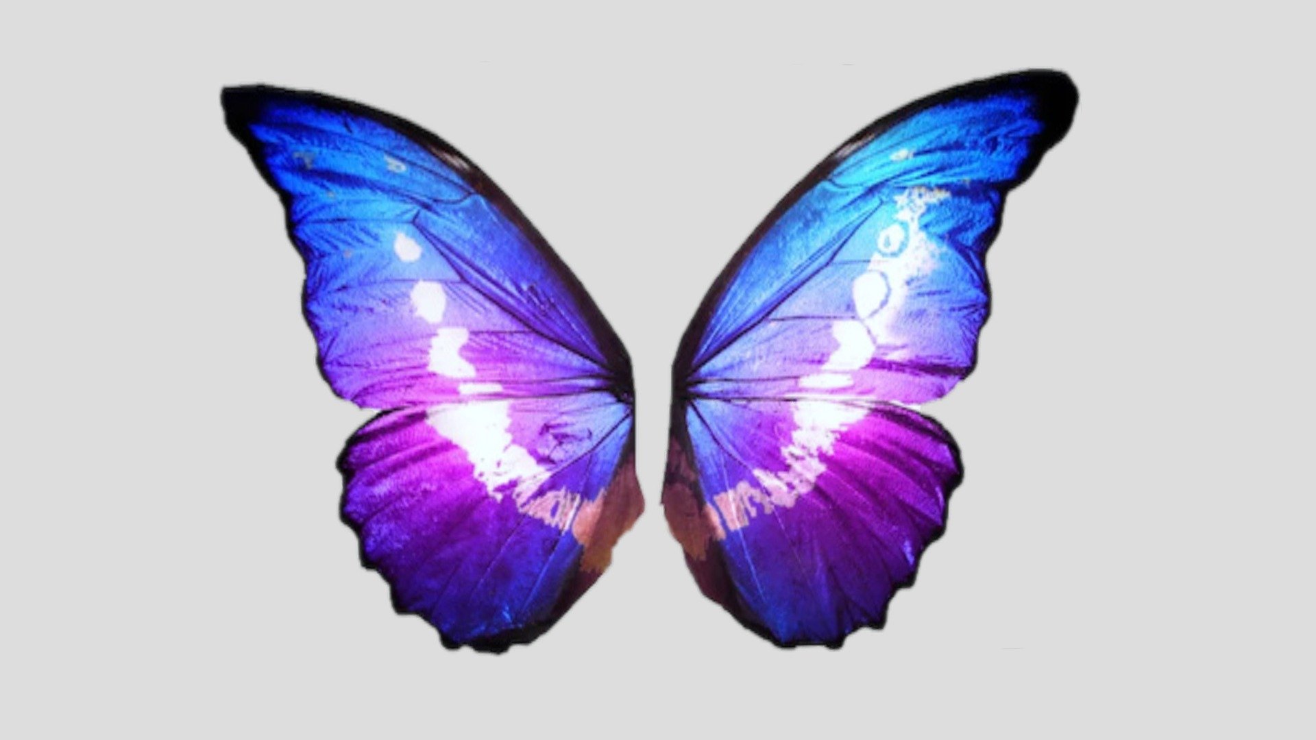 Butterfly wings - Download Free 3D model by Cybertron B-127 (@robo-reboot) [2455f02] - Sketchfab