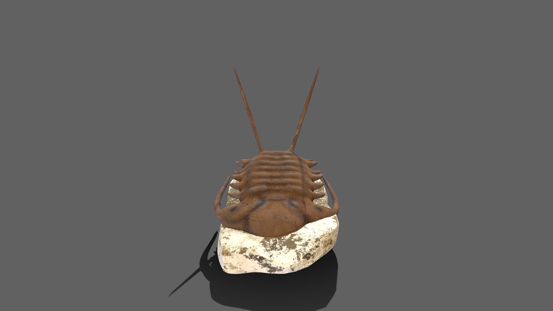 Fossil - Download Free 3D model by MichalTroye [24594be] - Sketchfab