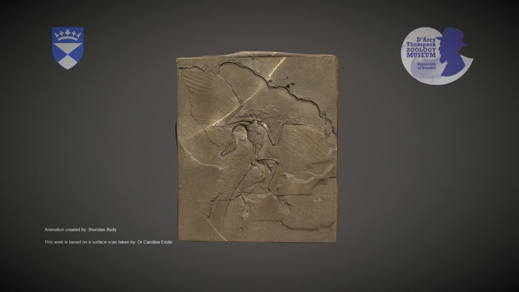 Archaeopteryx Assemble! - 3D model by University of Dundee Museum ...