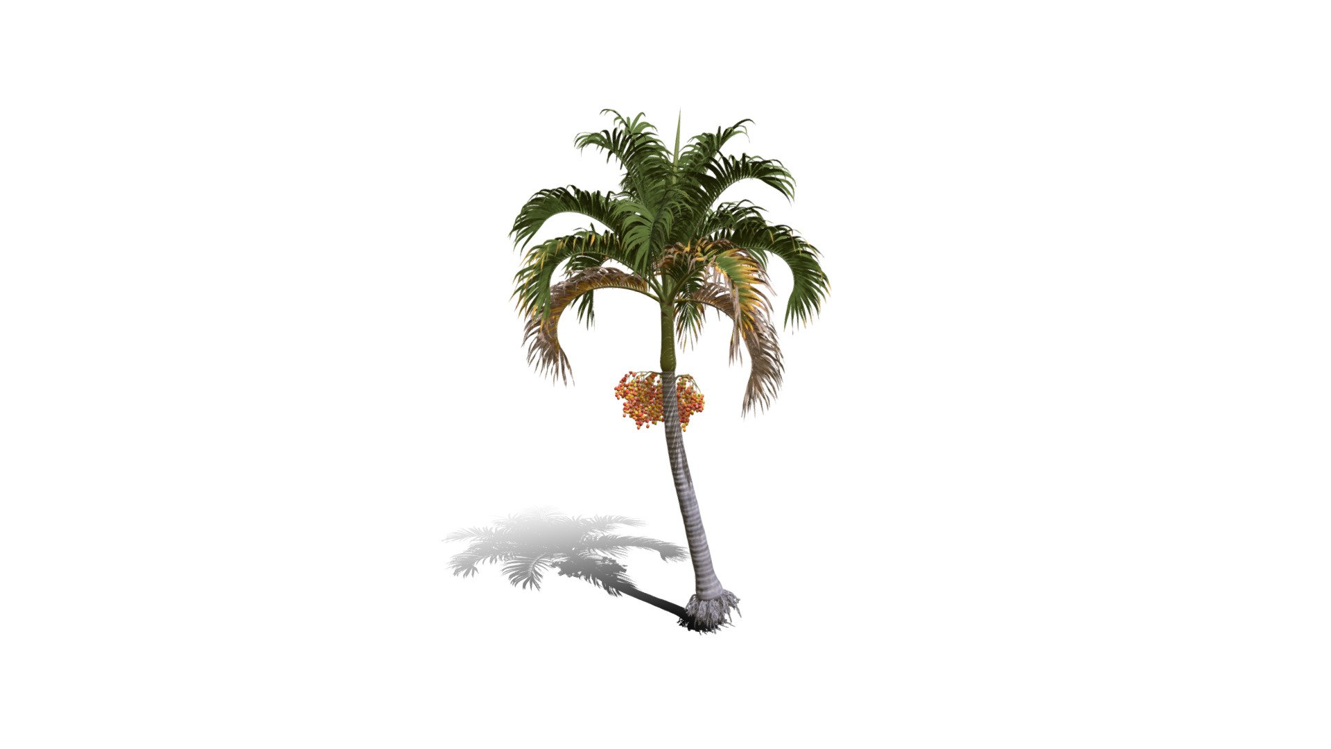 Realistic HD Christmas palm (13/35) - Download Free 3D model by ...