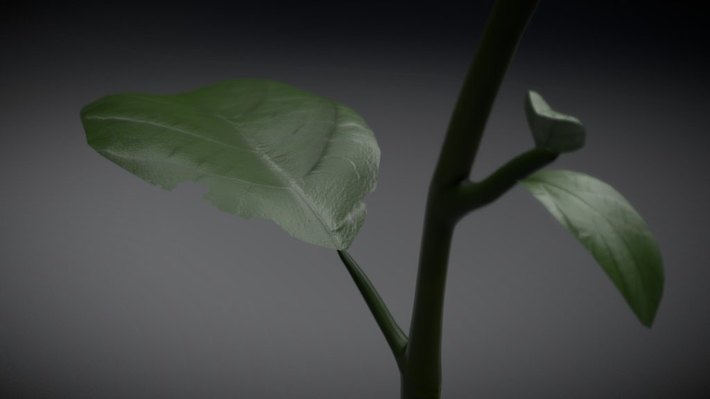 Daun - Download Free 3D model by Darmawan Pujisetyadi (@shinjou ...