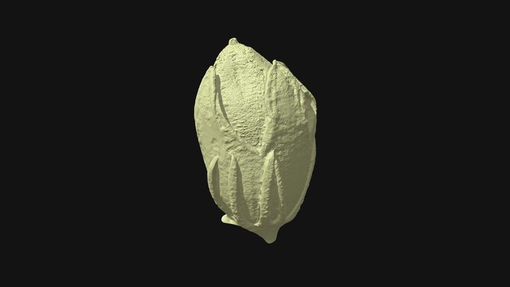 Flower-bud 3D models - Sketchfab