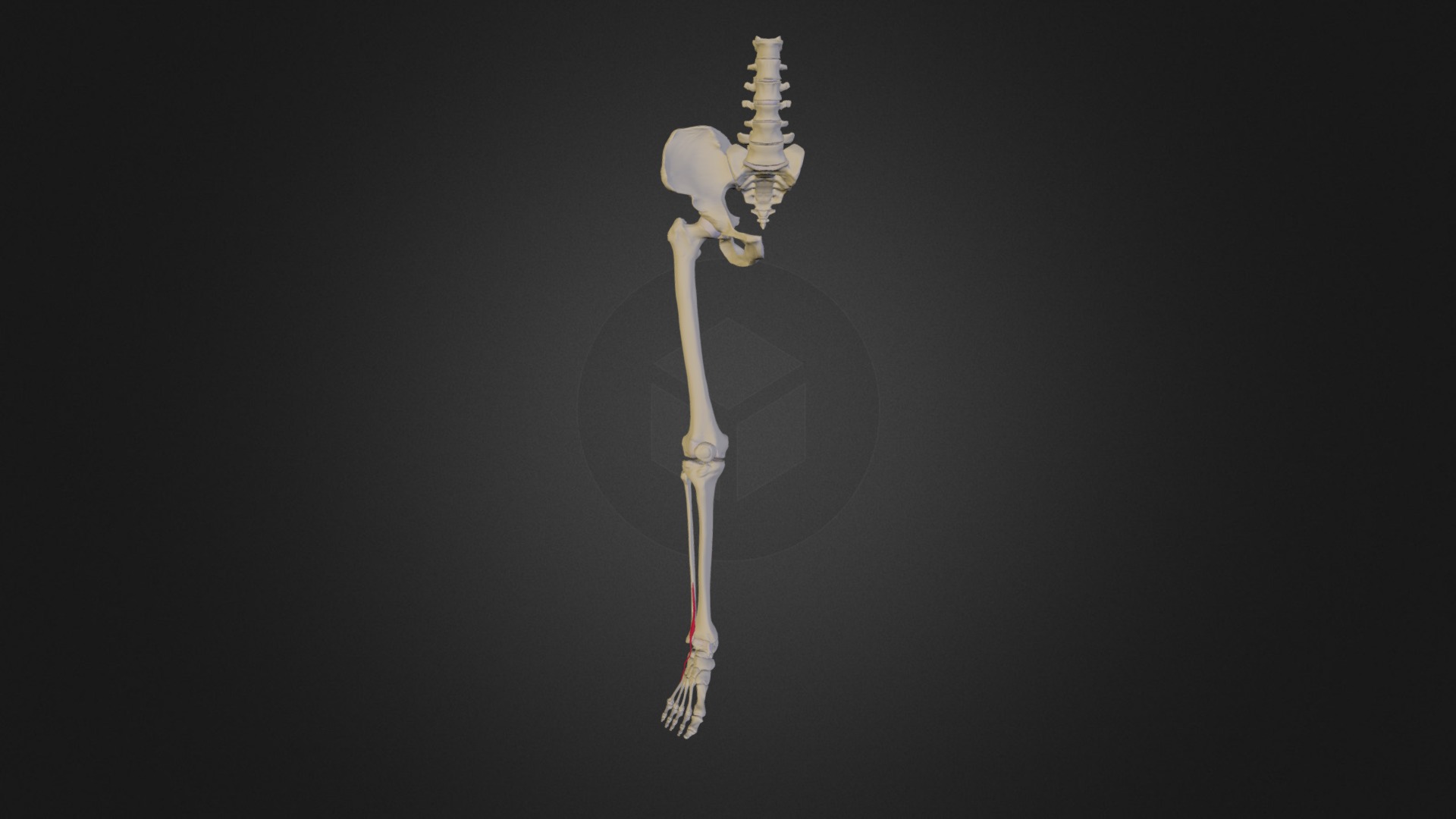 Fibularis (peroneus) Tertius Human Anatomy - 3D model by Medical ...