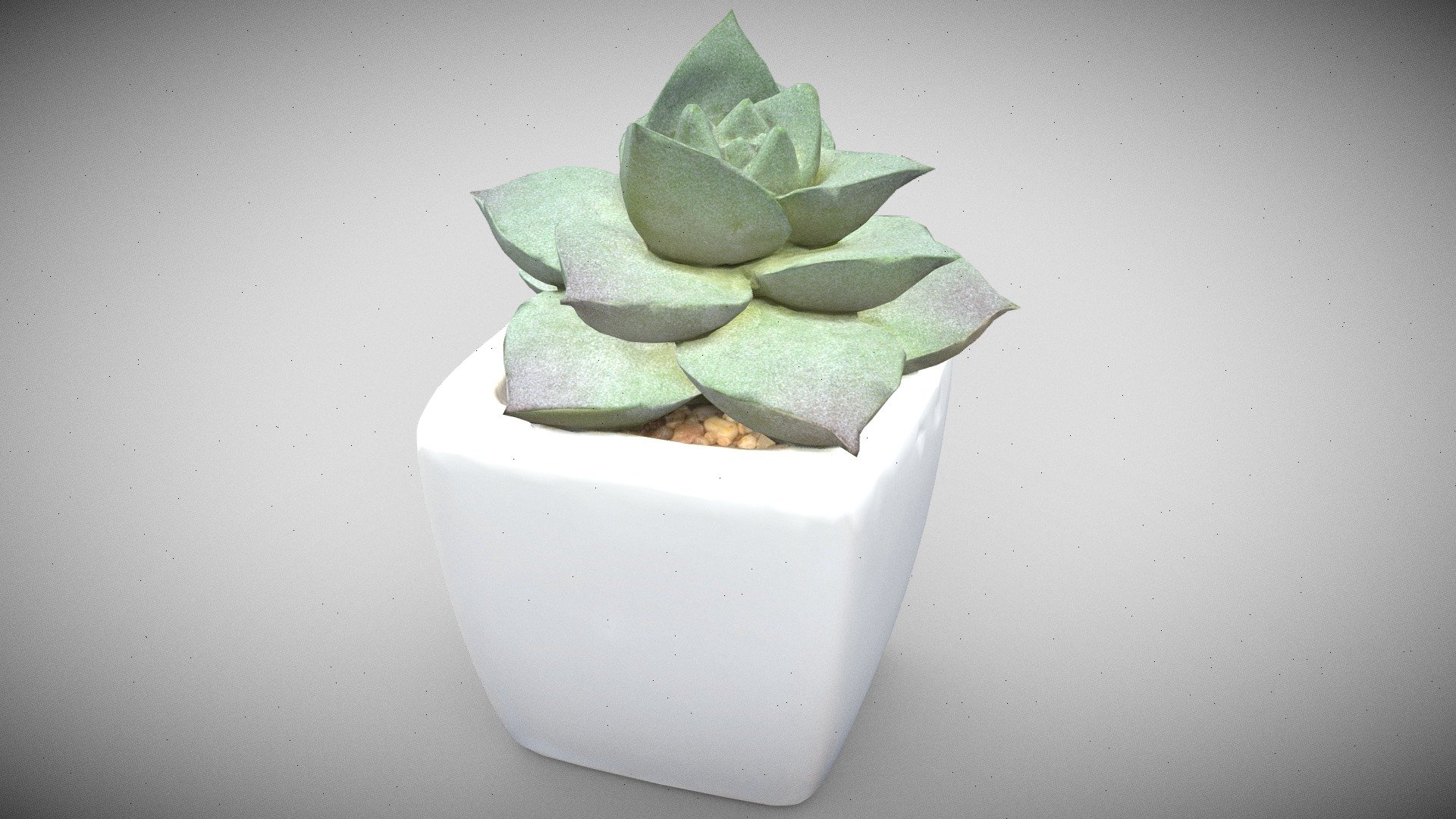 Plant Suculent Scan - Buy Royalty Free 3D model by rdashkevicz [2476498 ...