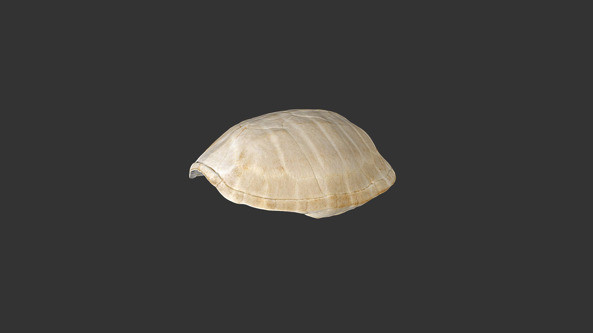 Common Musk Turtle (Stinkpot) Carapace - 3D model by RLA Archaeology ...