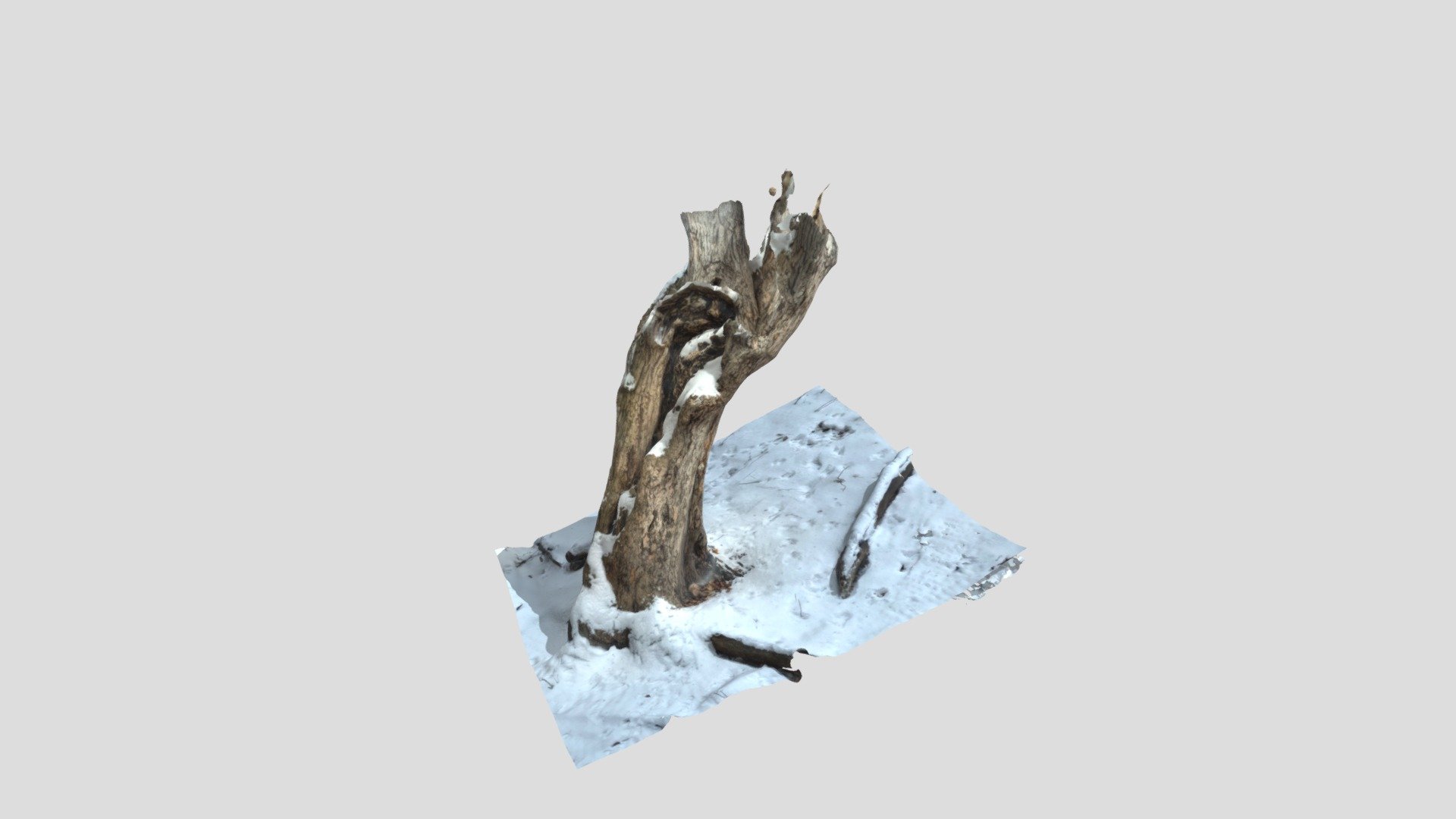 Scan #12 : Old Tree - Download Free 3D model by id_r_mcgregor [247c419 ...