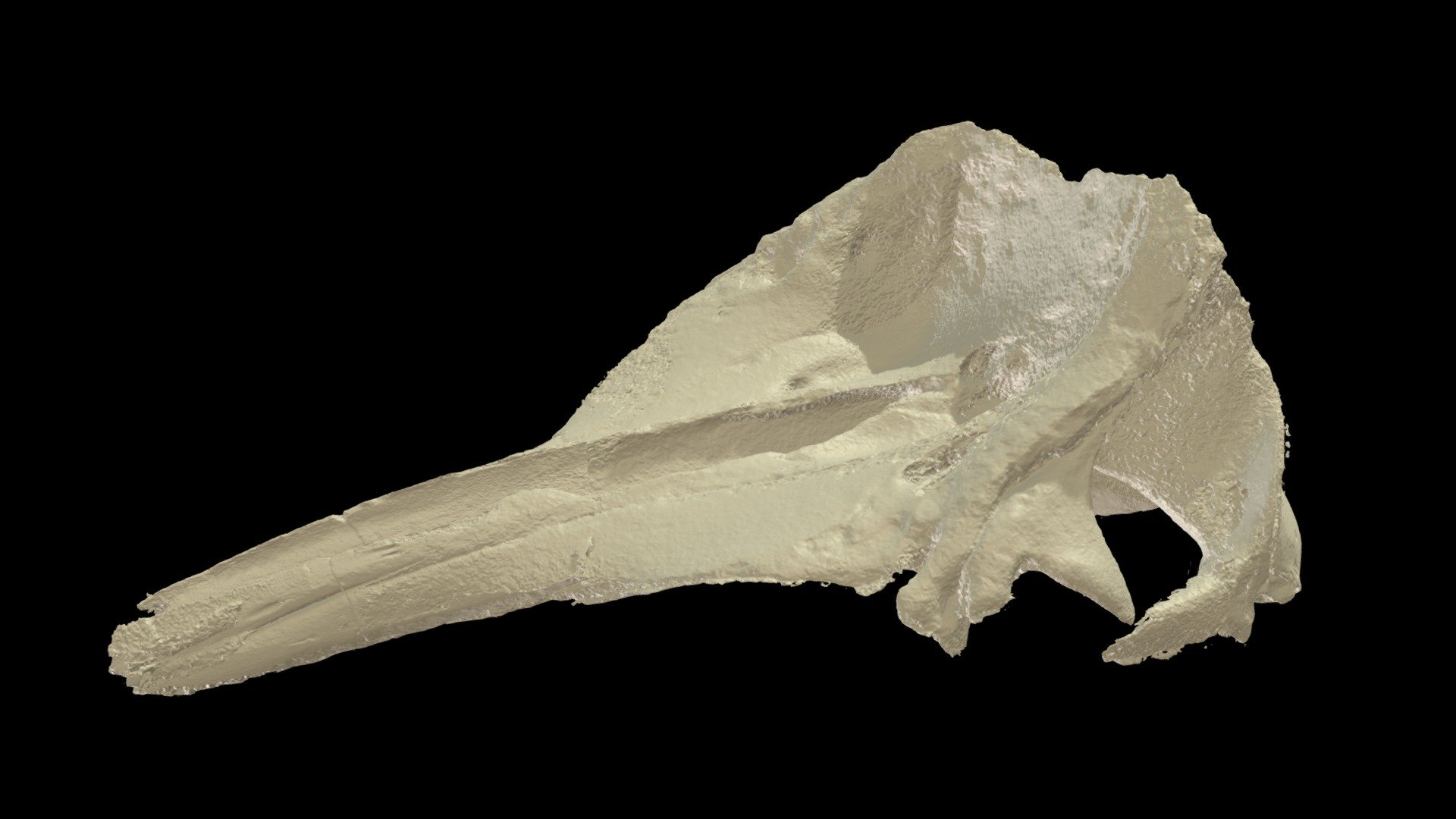 Cozzuoliphyseter rionegrensis (MLP 62-XII-19-1) - 3D model by Museo de ...