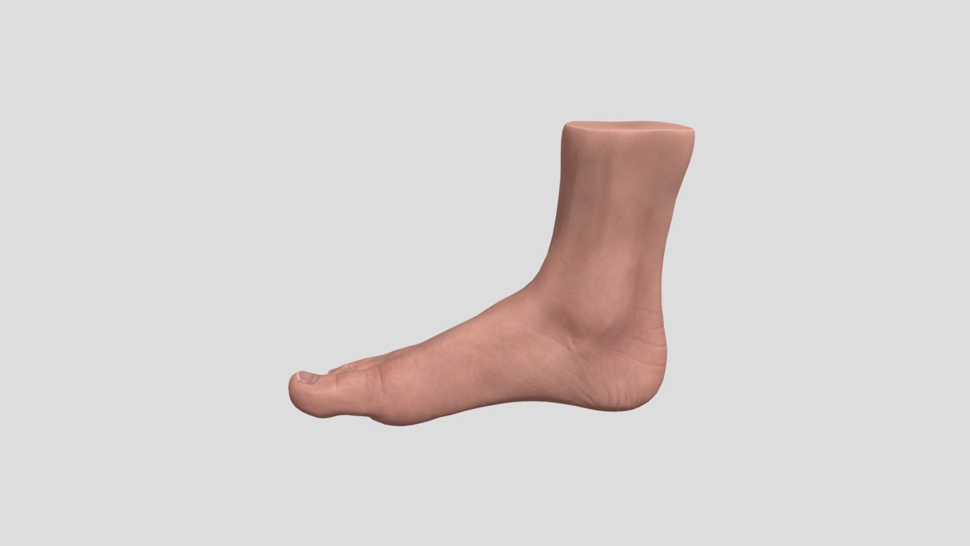 Foot - 3D model by tmann [2488e63] - Sketchfab