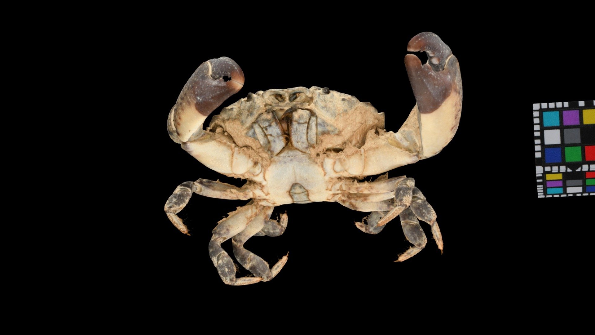 オウギガニ類 ♂ Rock Crab, Leptodius sp. - Download Free 3D model by ffish ...
