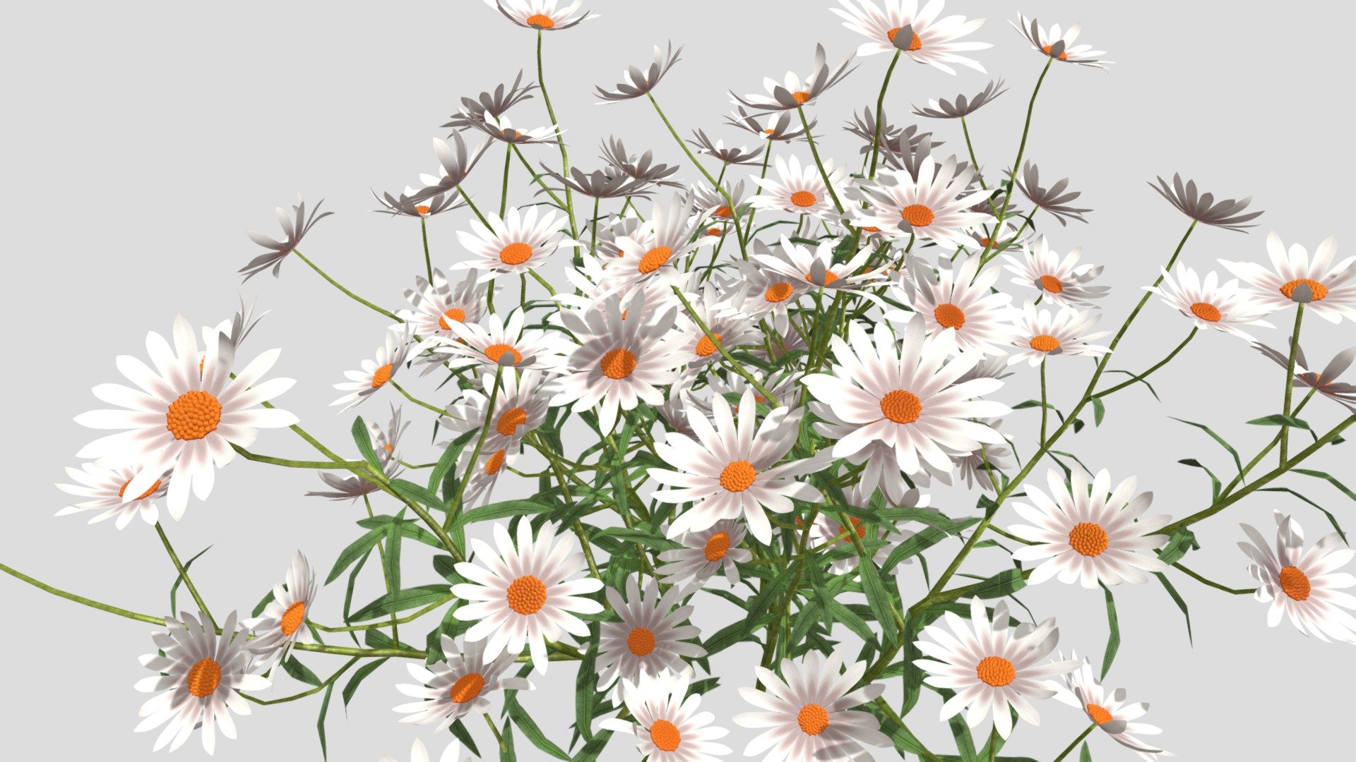 Chamomile Flower 3d model - Buy Royalty Free 3D model by KIZILBOGA ...