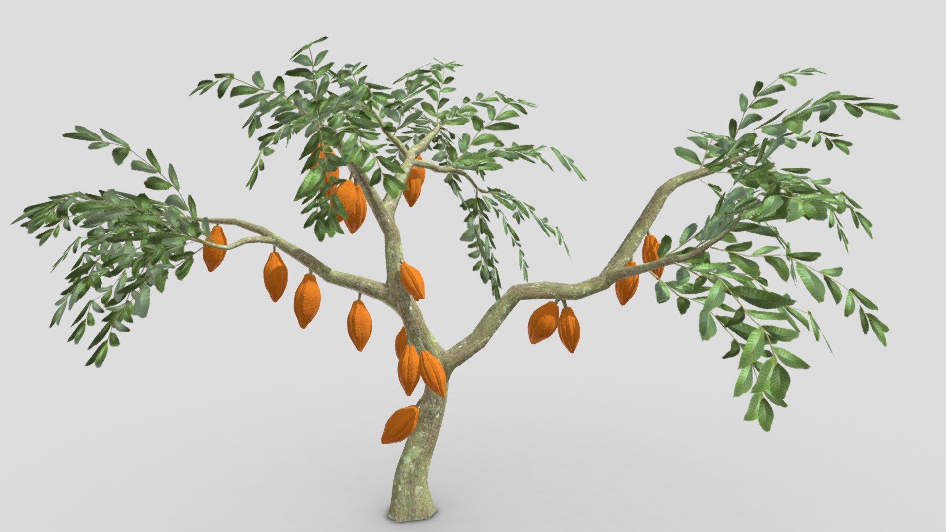 Cacao Tree( Orang Fruit)- 07 - Buy Royalty Free 3D model by ASMA3D ...
