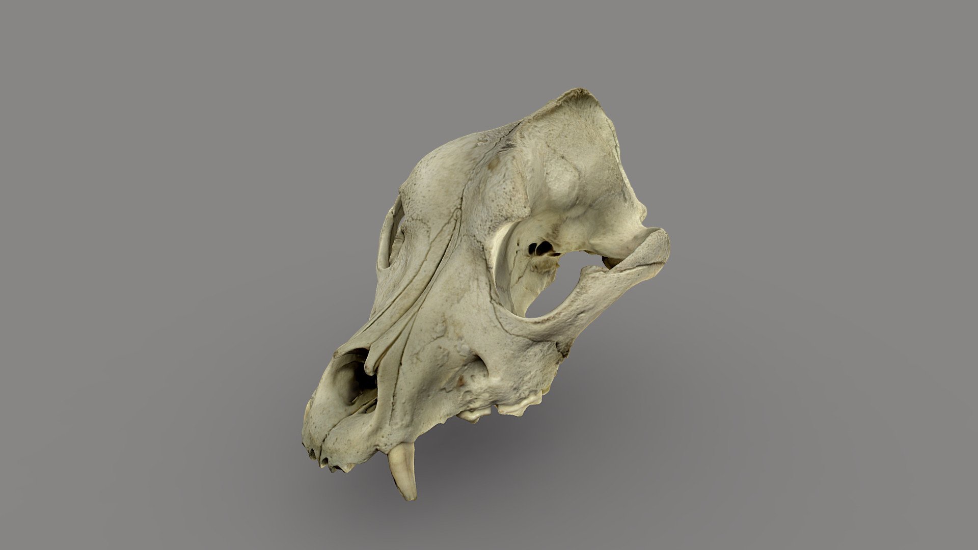 Dog Skull - Download Free 3D model by The Herring Run Archaeology ...